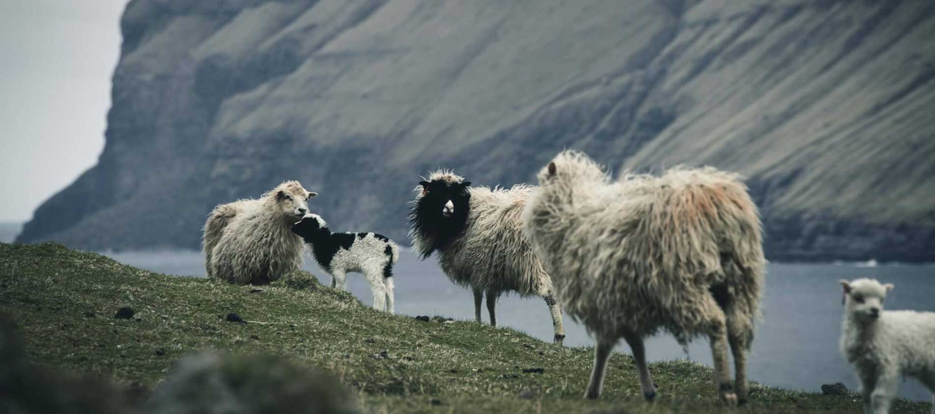 Faroe Sheep - Quality sheep skin from Faroe Sheep