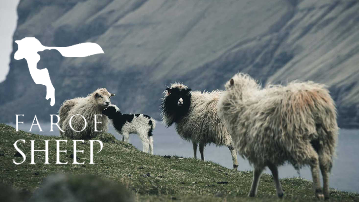Our Story - The story behind Faroe Sheep